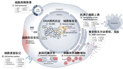 什么是sasp（衰老相关分泌表型） 知乎