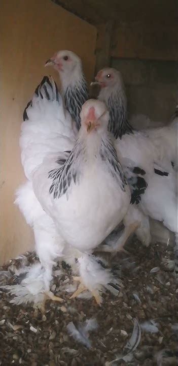 Brahmane Herminé Standard Comment Le Reconnaître Youtube