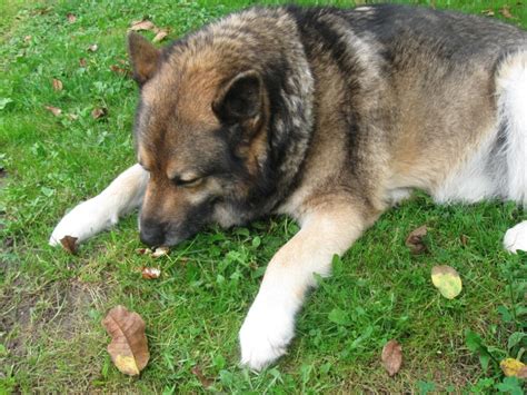 Definice Luxusu Cuketka