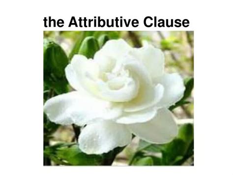 Ppt The Attributive Clause Powerpoint Presentation Free Download