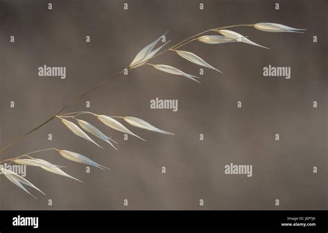 A Single One Stem Diagonal Arrhenatherum Elatius Grass Growing Wild Minimalist Neutral Cream