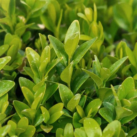 Boj Común Cono Buxus Sempervirens Fronda