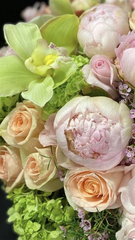 Mini Hydrangea Beautiful Flowers Garden Beautiful Flower