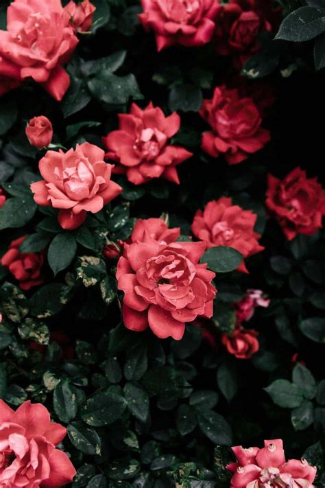 Download Serene Pastel Red Aesthetic Background