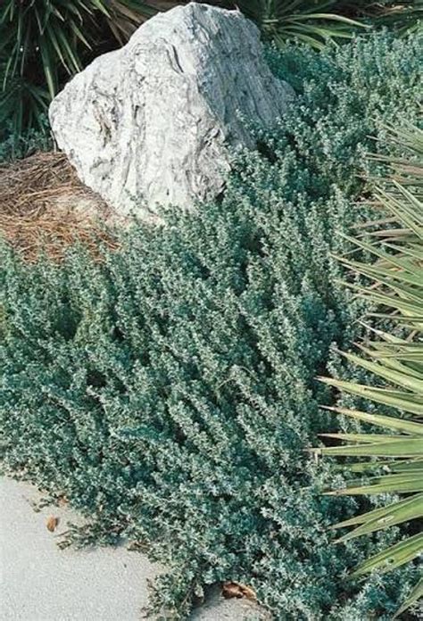 Juniper Blue Pacific 3 Starter Plants Border Beautiful Blueish