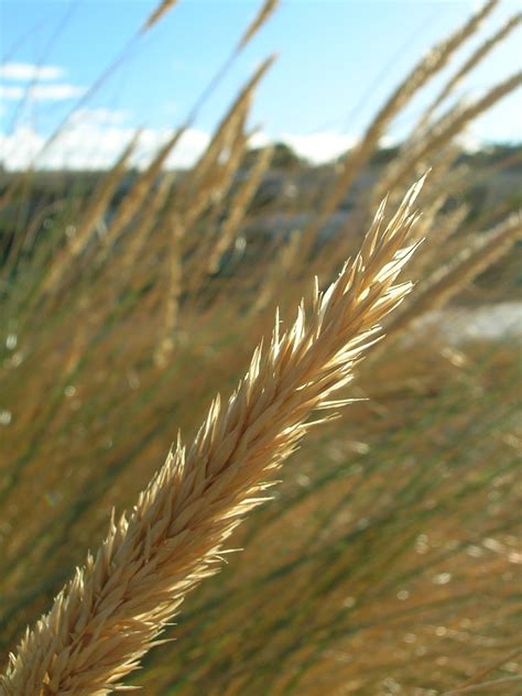 Beach Grass 1 Free Photo Download Freeimages