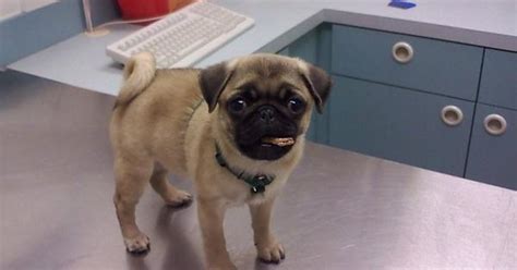 Pugs First Vet Visit Imgur