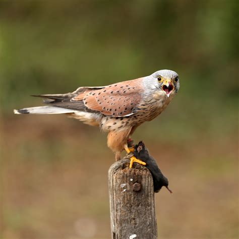 Trogtrogblog Bird Of The Week Kestrel