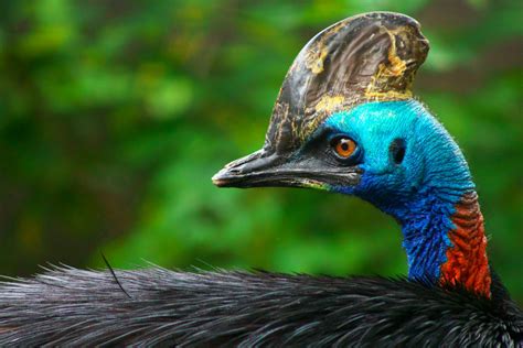Meet The Cassowary The Worlds Most Dangerous Bird That Makes A