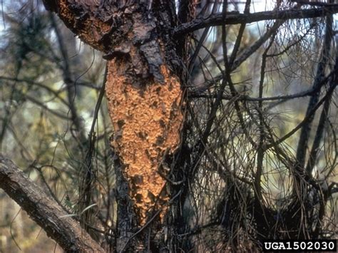 Fusiform Rust Texas Aandm Forest Service