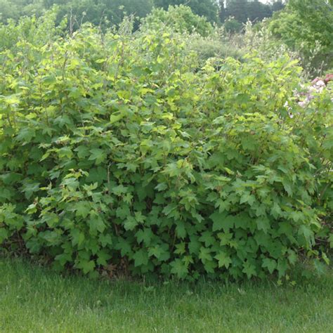 Flowering Raspberry Sheridan Nurseries Online