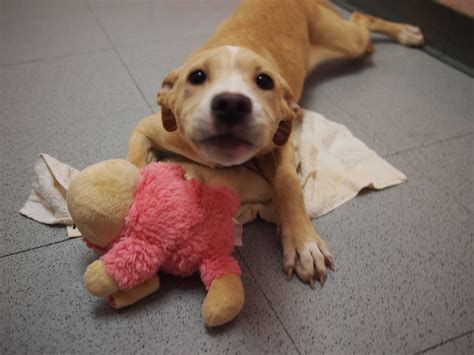 Laurel Laurel Is A 4 Month Old Lab Mix Puppy Who Came To T Flickr
