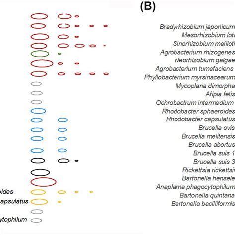 dendrogram based on mlva16 analysis of various brucella species and