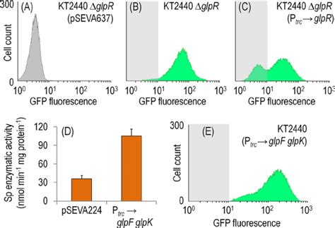 Role Of Glpr Repressor And Of Availability Of Glycerol 3 P In The