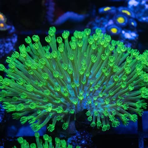 Neon Green Toadstool Coral For Your Reef Tank