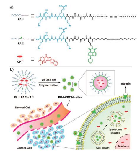 Fig 5 Polymerization Of Pdas With Packaged Antitumor Drug Cpt And