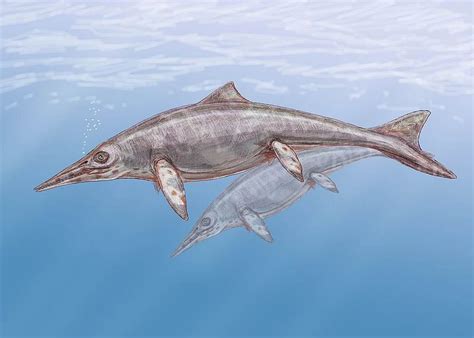 Ichthyosaur Fossil Wiki Fandom Powered By Wikia