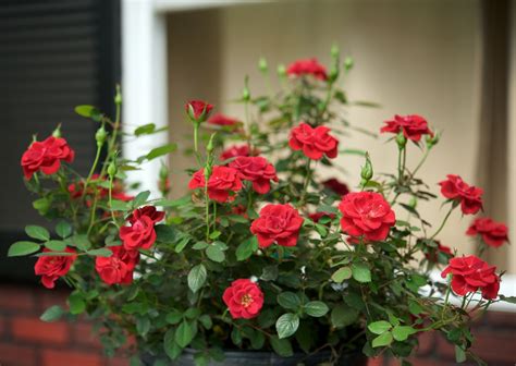 Search Results For Sunrosa Red Shrub Rose Red Shrubs Rose Seeds