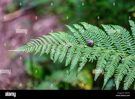 Foliage Leaf Grass Texture In Green Sunny Summer Time Nature
