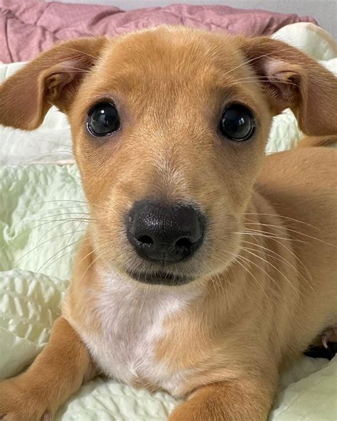 Adorable Small Brown Dog On Bed
