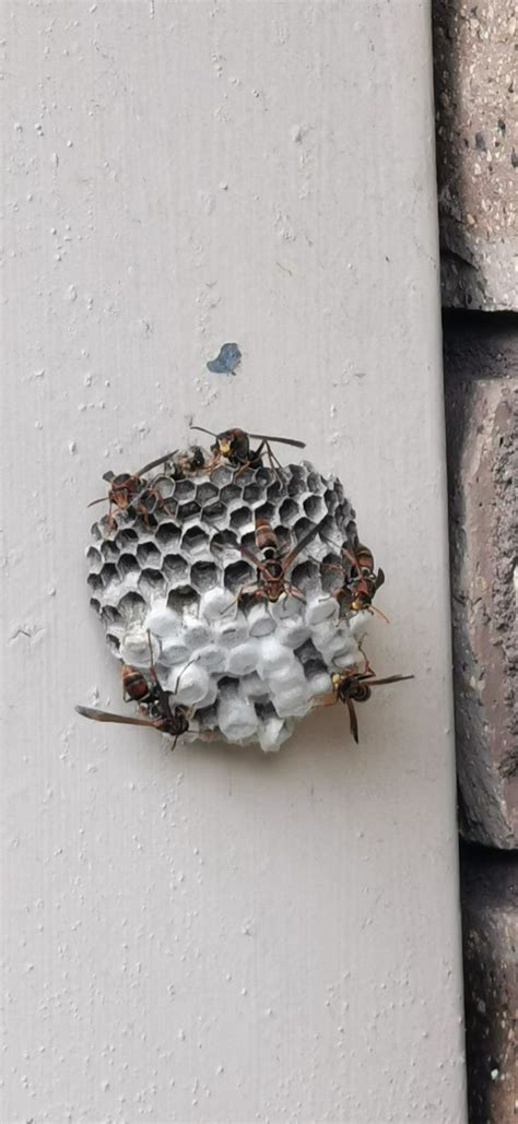 Wasp Hive Or Hornet Nest Identifying Insect Nests