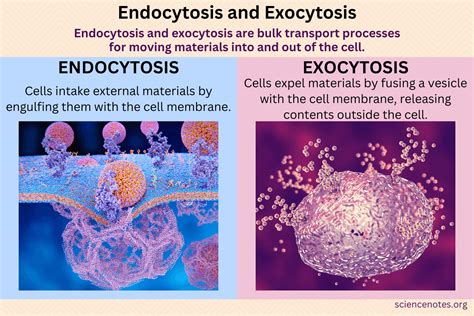 Exocytosis Steps