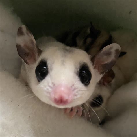 May I Offer Teeny Snoot Rsnoots