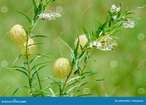 Gomphocarpus Physocarpus Wild Cotton Milkweed Royalty Free Stock