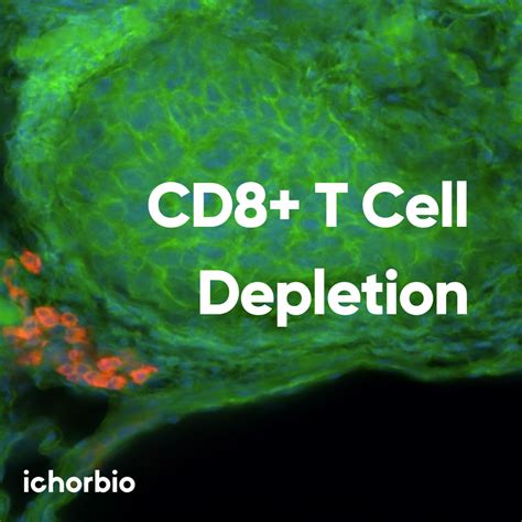 How To Deplete Cd8 T Cells In Vivo Ichorbio