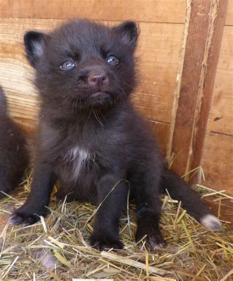 W Midlands For Sale Silver Fox Cubs Reptile Forums