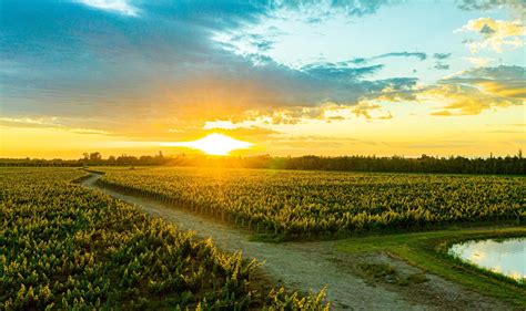 Luigi Bosca Winery Vivino