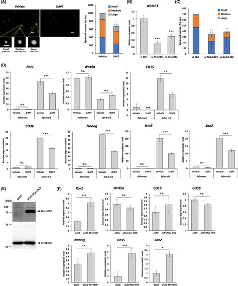 Ror1 Is Expressed Inducibly By Notch And Hypoxia Signaling And Regulates Stem Cell‐like Property