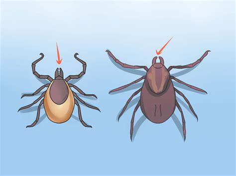 How To Identify A Deer Tick 9 Steps With Pictures Wikihow