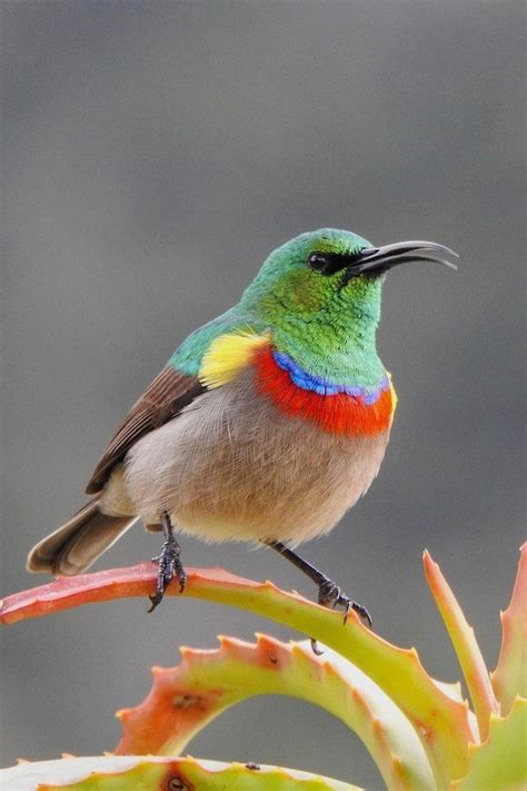 Cinnyris Chalybeus Southern Double Collared Sunbird Artofit