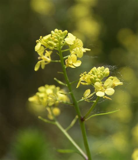Brassica Nigra Plant