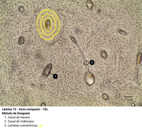 Atlas Virtual De Histologia