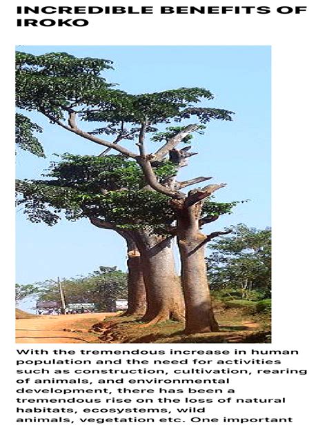 Benefits Of The Iroko Tree Pdf Trees Plants