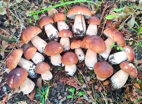 Boletus Edulis