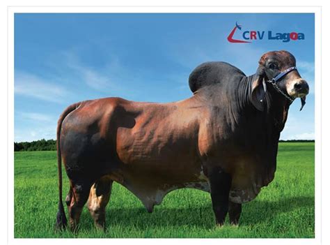 Ph Arquiteto Gir Mocho Cebú Brasileño Carne Y Leche Facebook