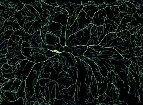 Researchers Visualize The Intricate Branching Of The Nervous System
