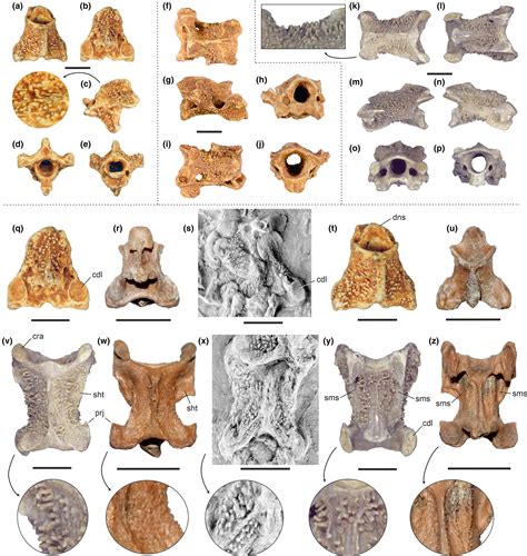 Reinterpretation Of Tuberculate Cervical Vertebrae Of Eocene Birds As