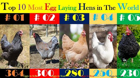 What Are The Best Laying Hens For High Yield ⋆ Interaction