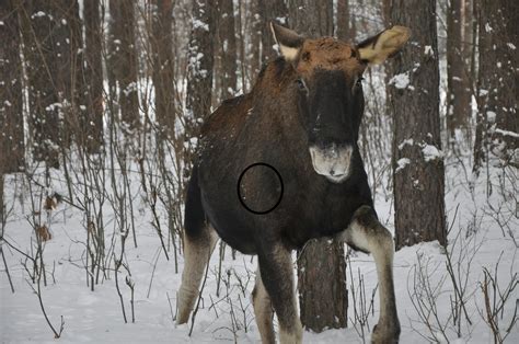 Elk Anatomy Optimal Shot Placement Guide — Broadmouth Canyon
