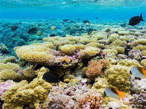 Coral Reef Awareness Week