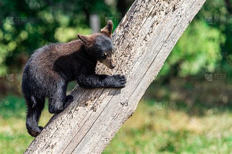 小黑熊在树上玩耍