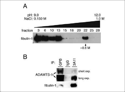 Fibulin 1 Interaction Detected By Adamts 1 Affinity Chromatography And