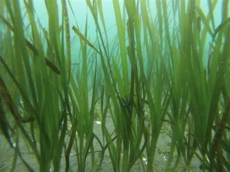 Eelgrass Multi Agency Rocky Intertidal Network · Inaturalist
