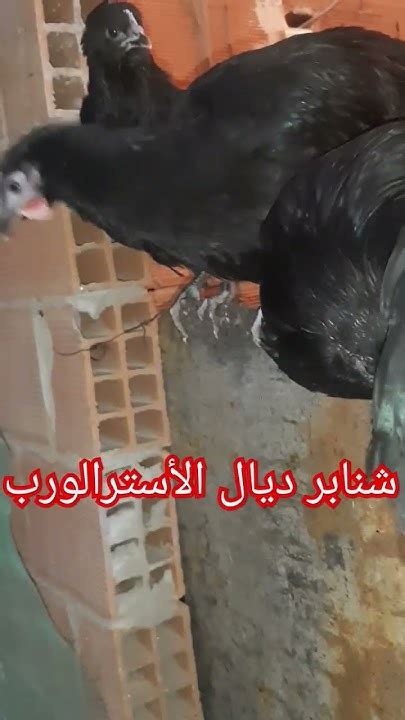 شنابر ديال الأسترالورب تحياتي للجمال عنوان Youtube