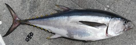 Tuna Longtail Ikijime
