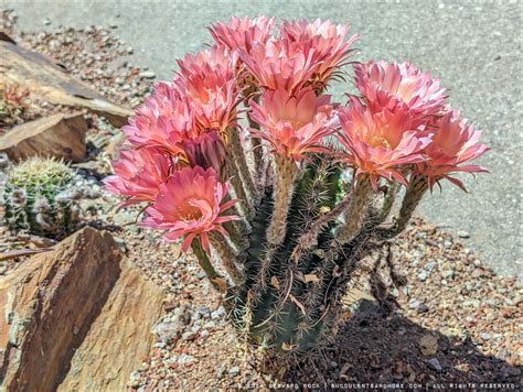 More Echinopsis Fireworks More Cacti More Photos
